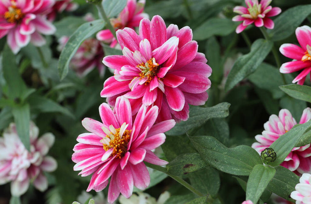 The Best Fall-Blooming Flowers Beyond Chrysanthemums
