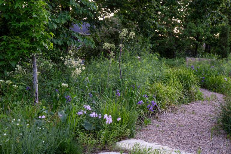 Native Irises: The Best Low-Maintenance Irises Indigenous to the U.S.