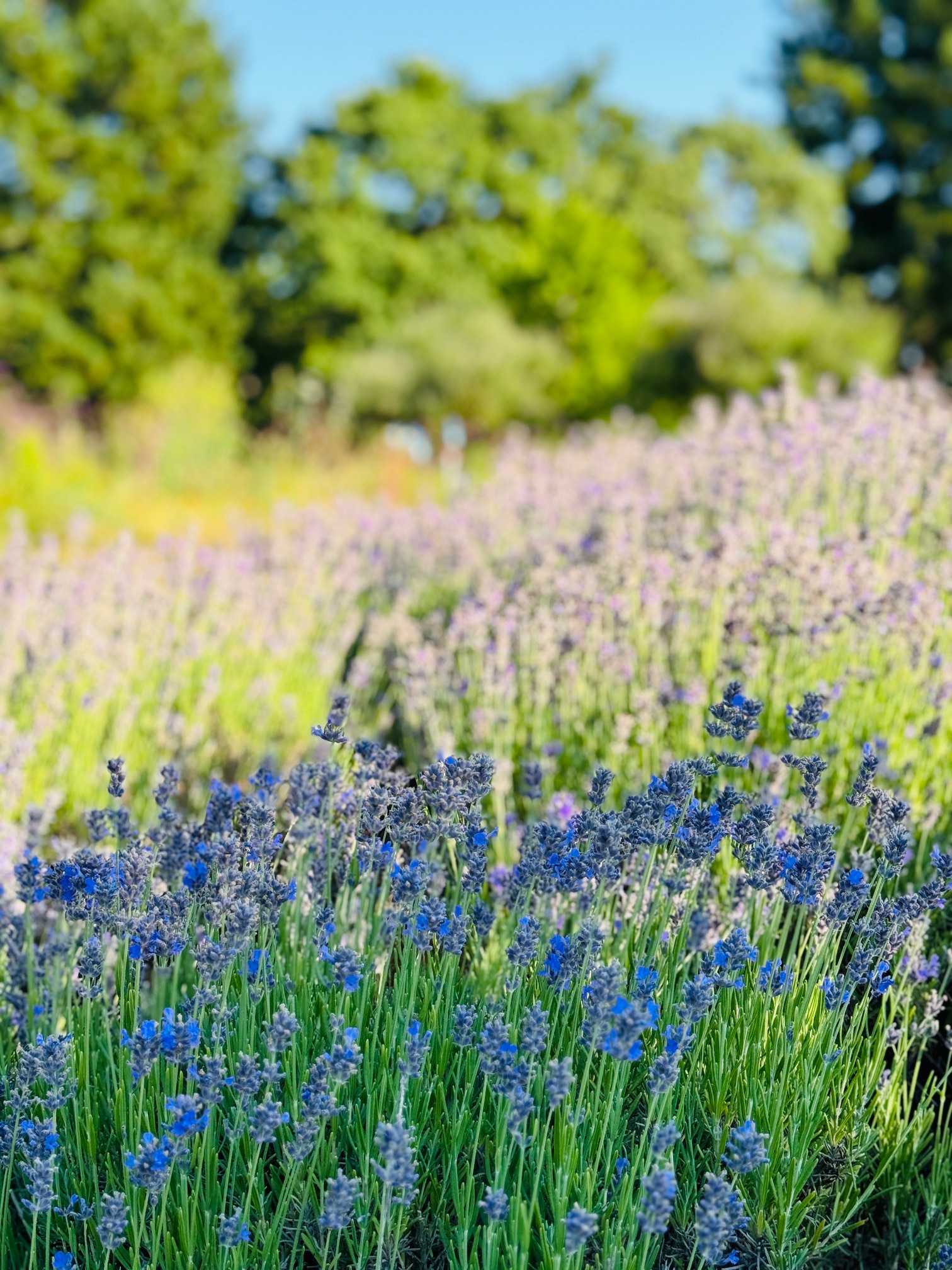 The Best Beginner-Friendly Medicinal Plants to Grow for Tisanes and Teas