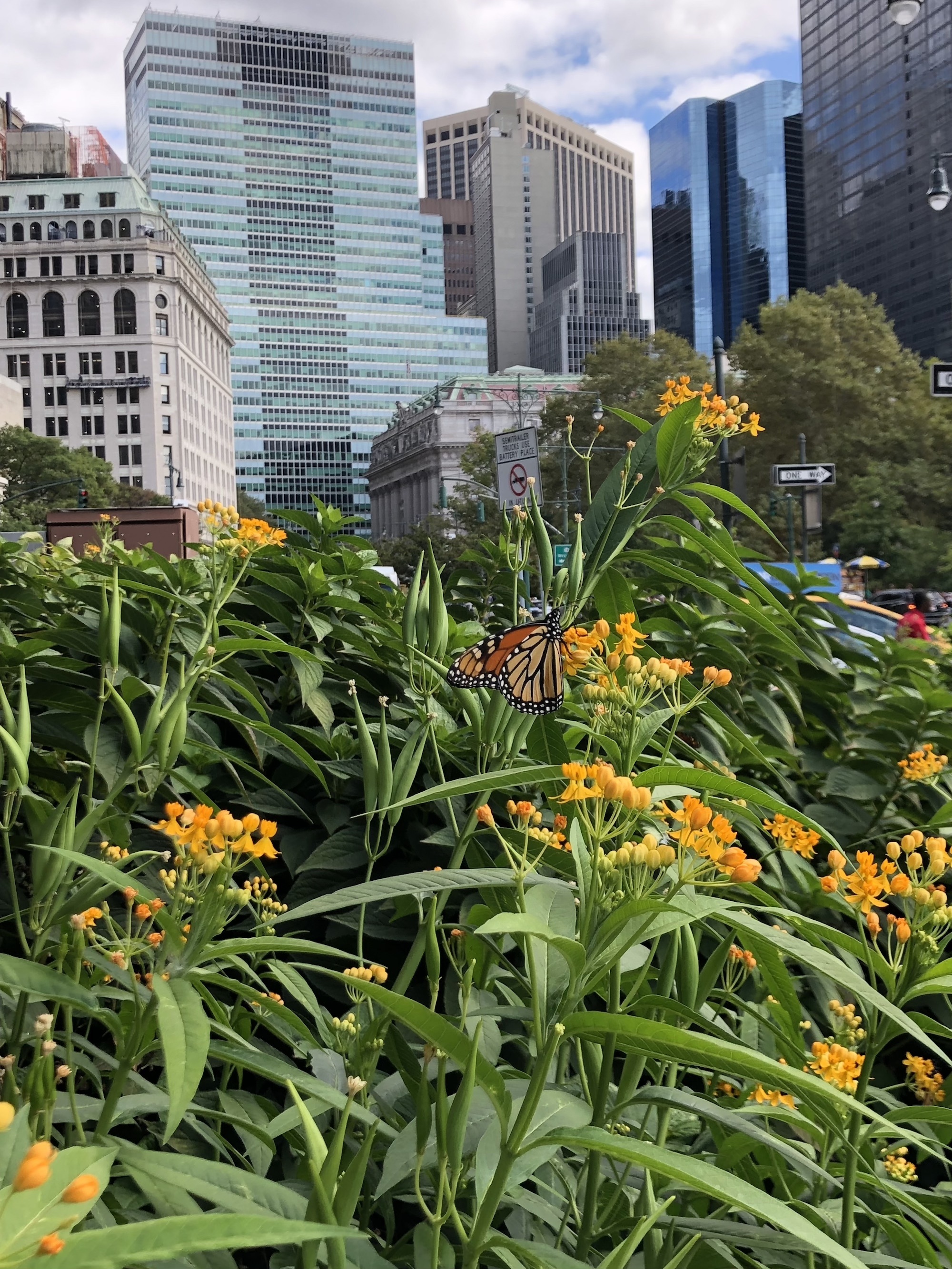 The New York City Biodiversity Task Force on How We Can Help Better ...