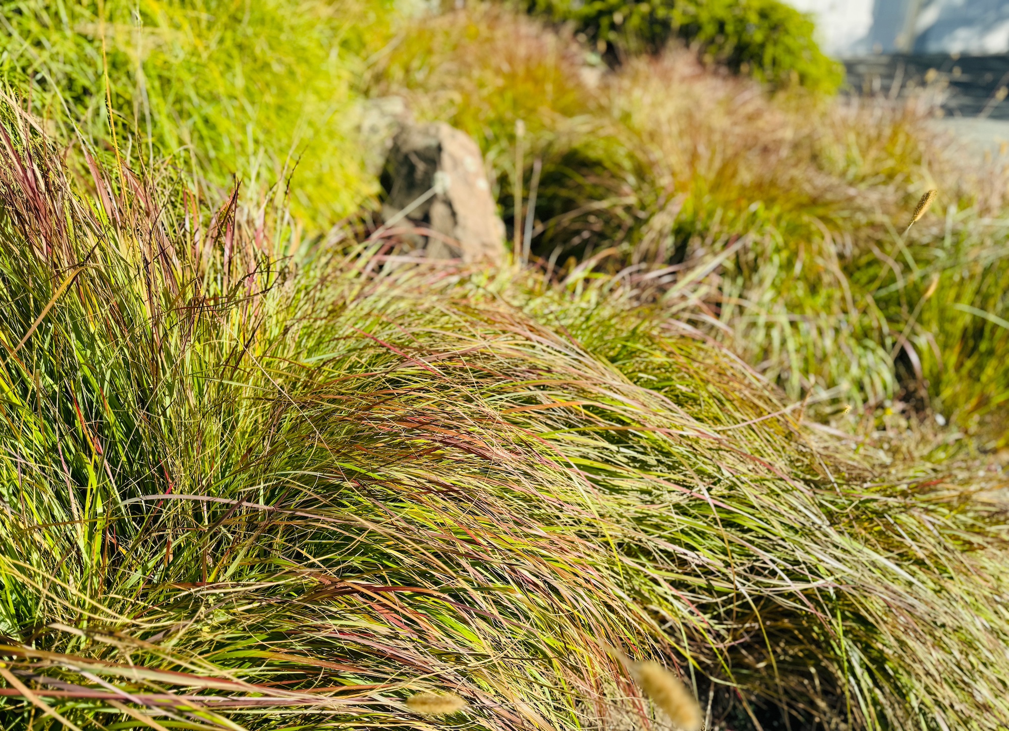 How to Grow Pennisetum Massiacum Grass in Your Garden - Improve My Home 24
