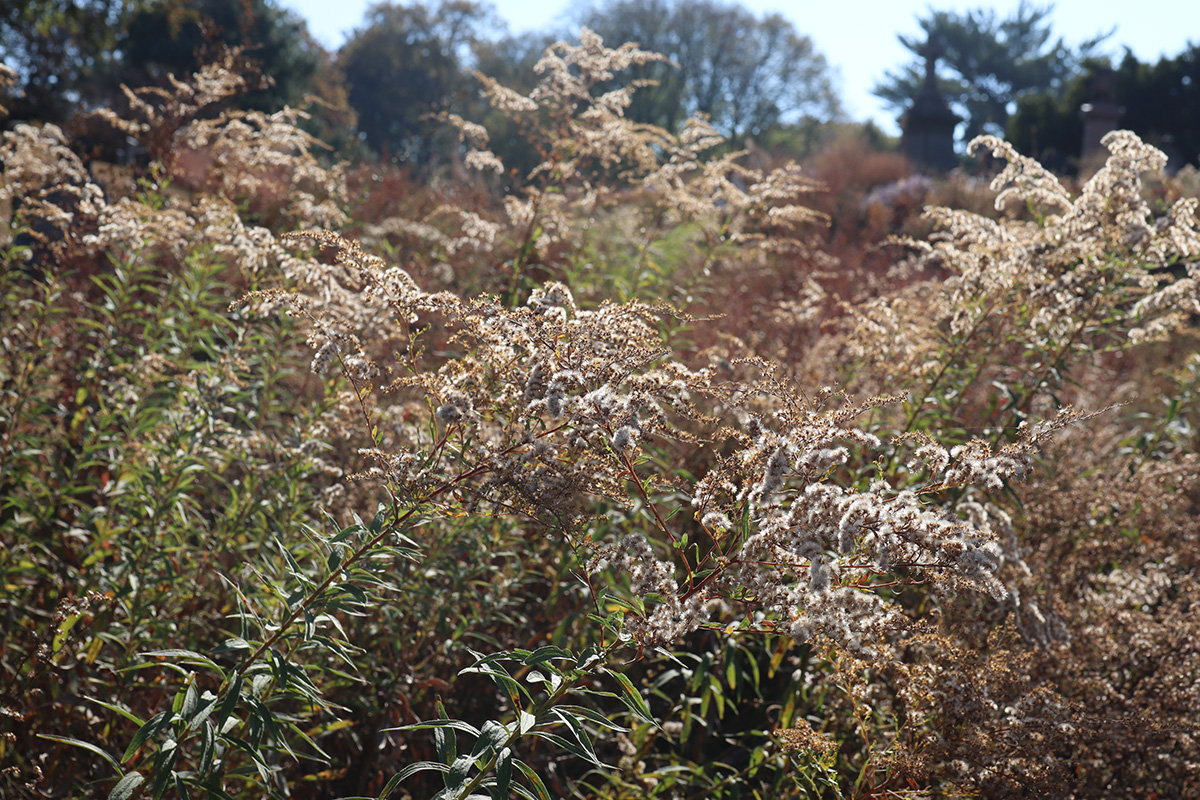 Help Birds in Winter by Providing Water, Food, and Shelter