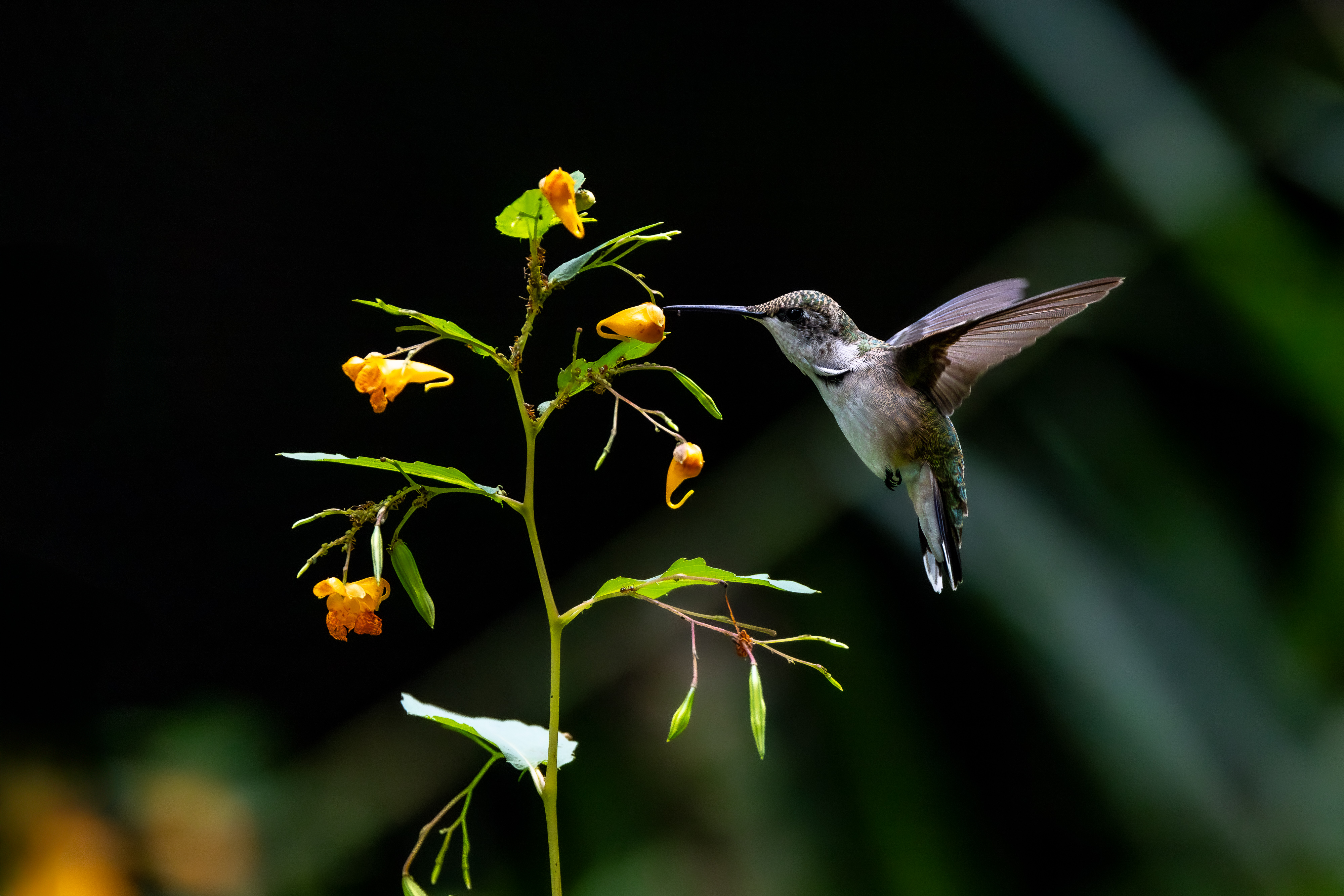 Jewelweed: An Annual Wildflower That Attracts Hummingbirds