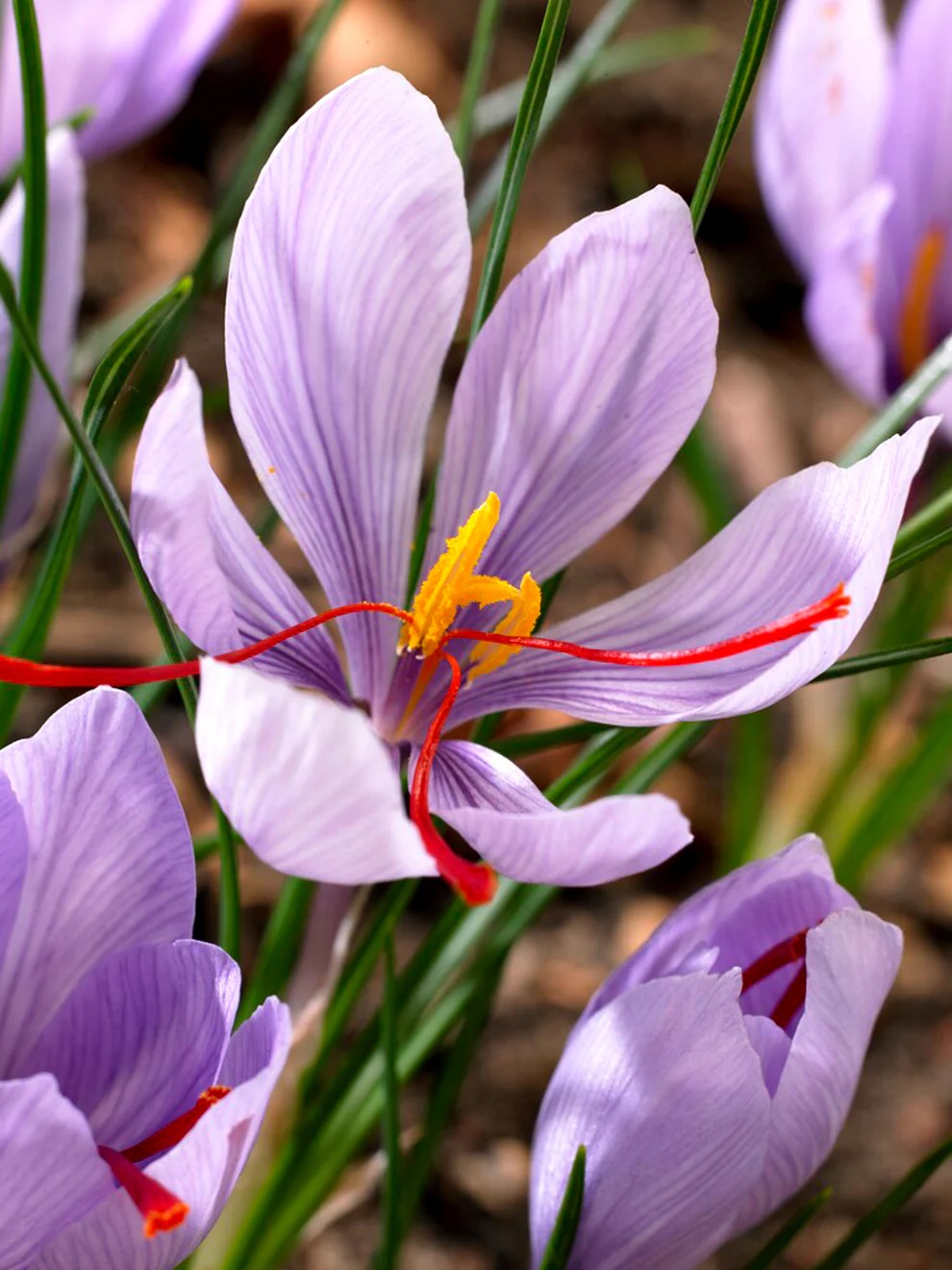 Saffron Crocus: How to Grow the Flower That's Behind the Most Expensive ...