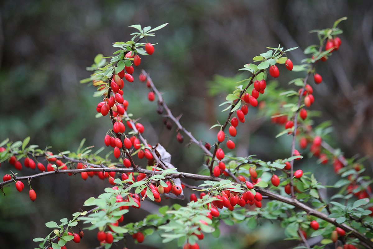 How to Identify Invasive Plants by Their Winter Berries - Improve My ...