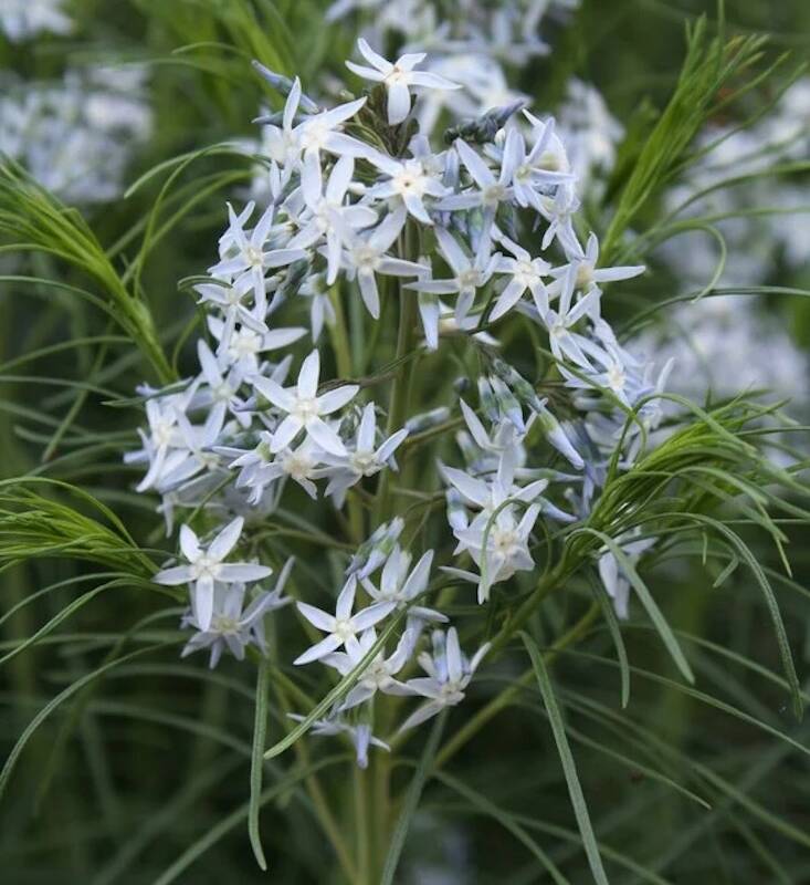 Power Couples: Kier Holmes Shares Her Favorite Plant Pairings - Gardenista