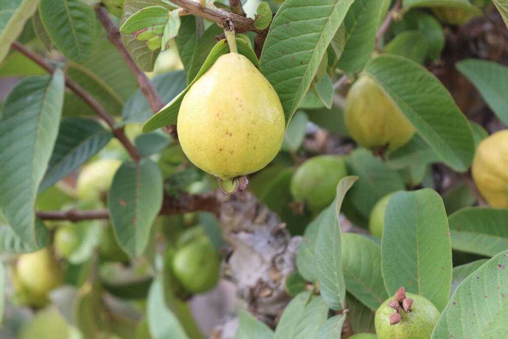 Guavas: Eat the Sweet Tropical Fruit Raw or Poached