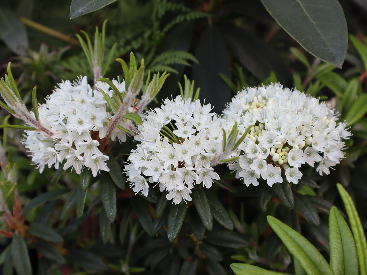 Best Shrubs With White Flowers to Grow in Your Garden