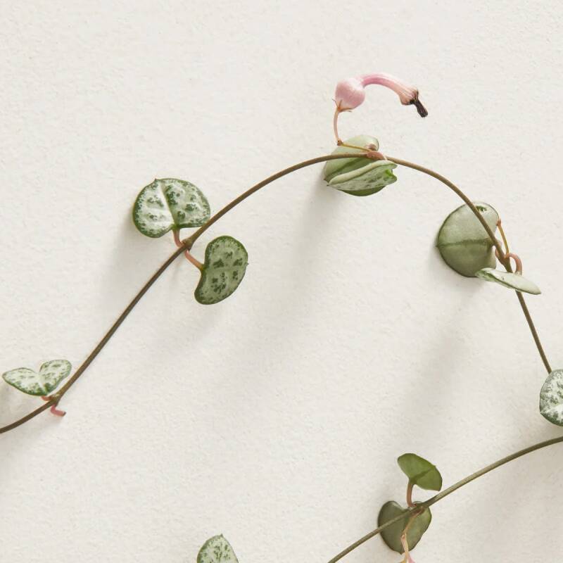 Cornichons: An Easy Recipe for Tiny Pickled Cucumbers