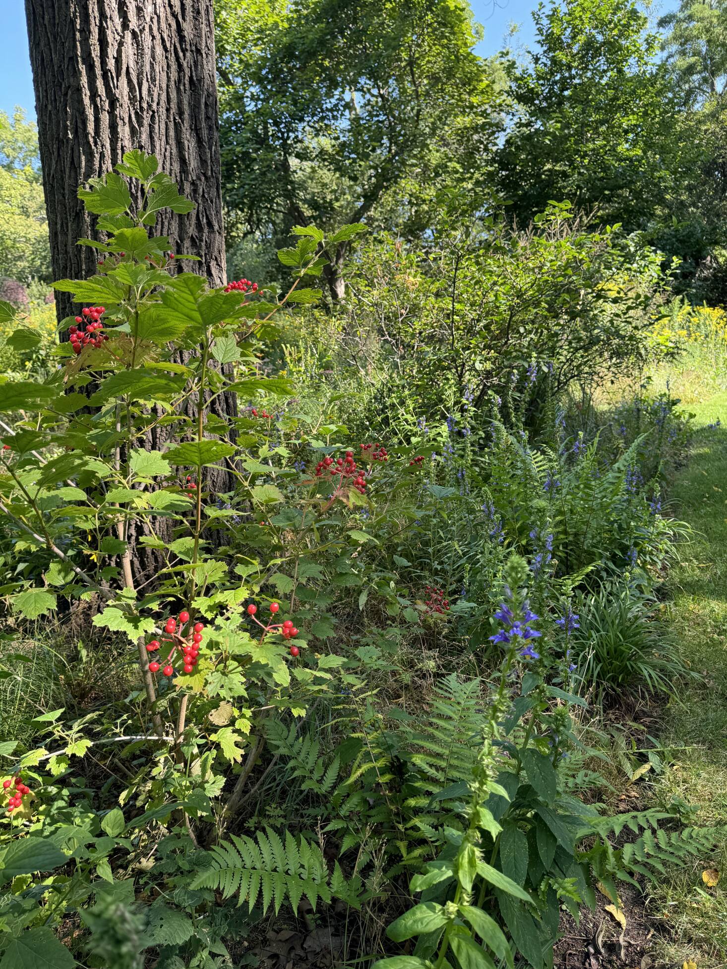 Invasive Nursery Plants to Avoid and the Native Plants to Grow Instead