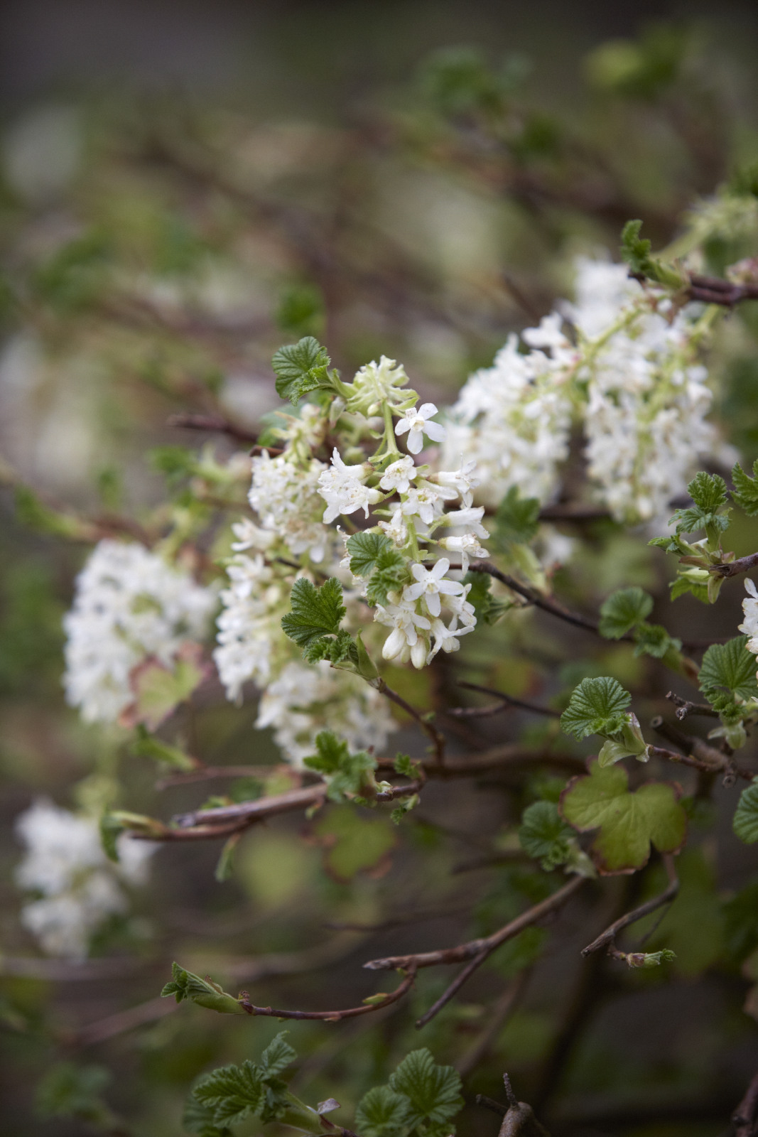 Flowering Currant: How to Grow Ribes Sanguineum