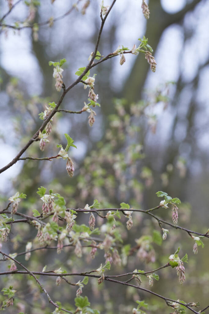 Flowering Currant: How to Grow Ribes Sanguineum