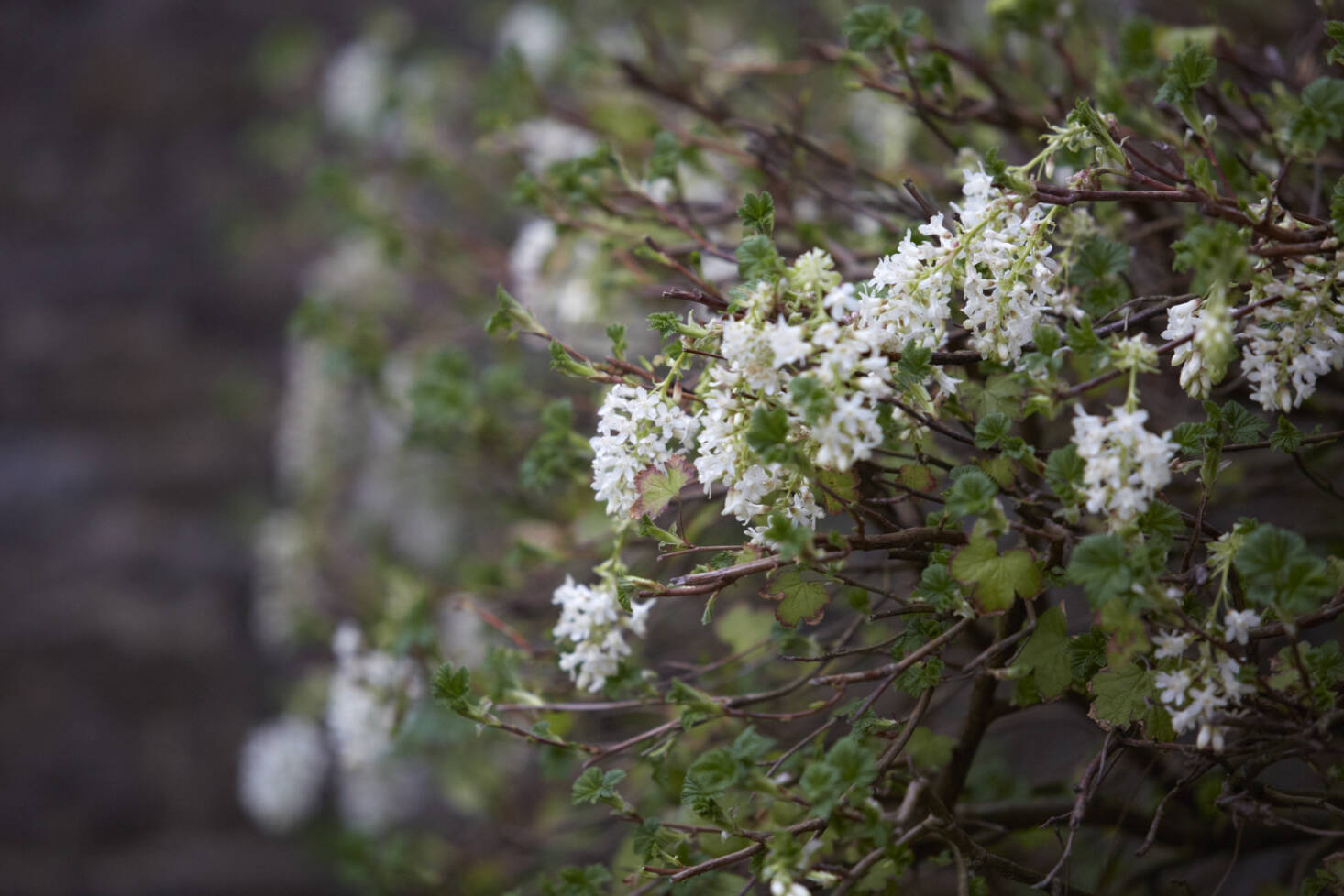 Flowering Currant: How to Grow Ribes Sanguineum