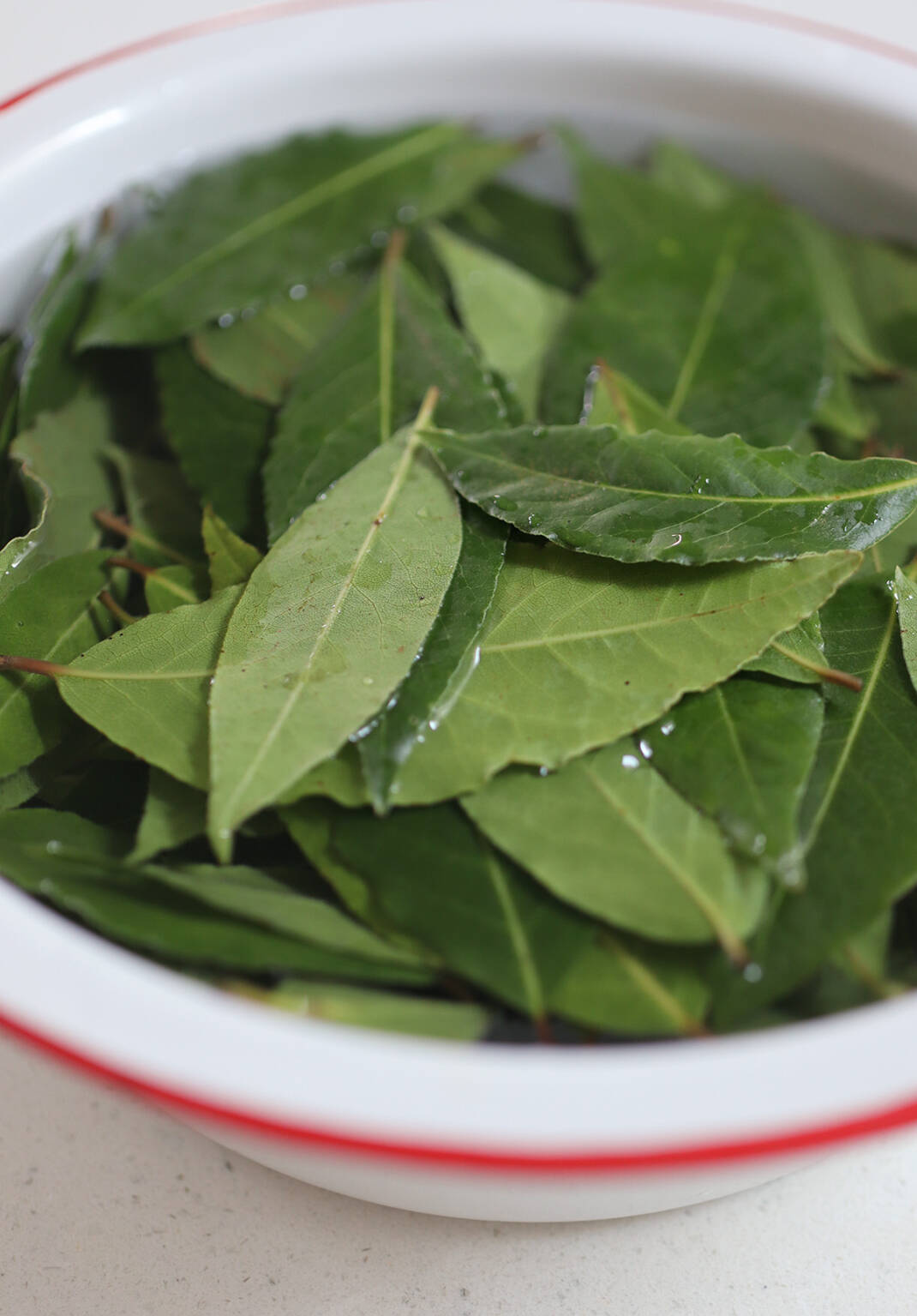 Bay Tree: The Evergreen Indoor Houseplant Grows Fresh Bay Leaves Year-Round