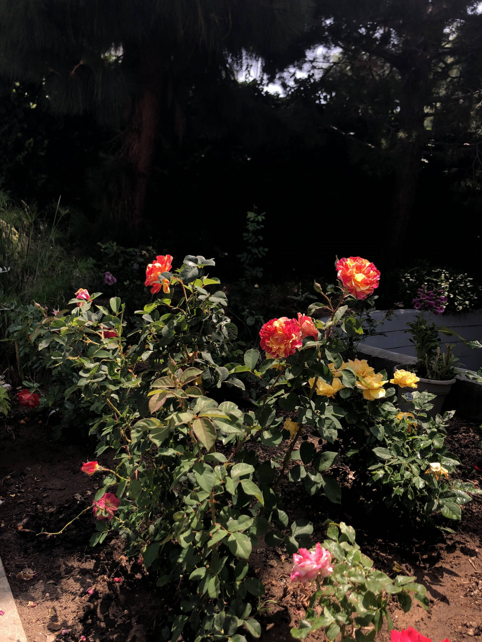 An Interview With Isa Isa Founder and Floral Designer Sophia Moreno-Bunge