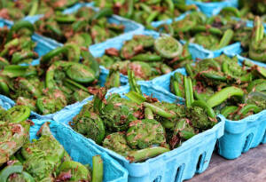 Ostrich Ferns Make Edible Fiddlheads: Grow Your Own