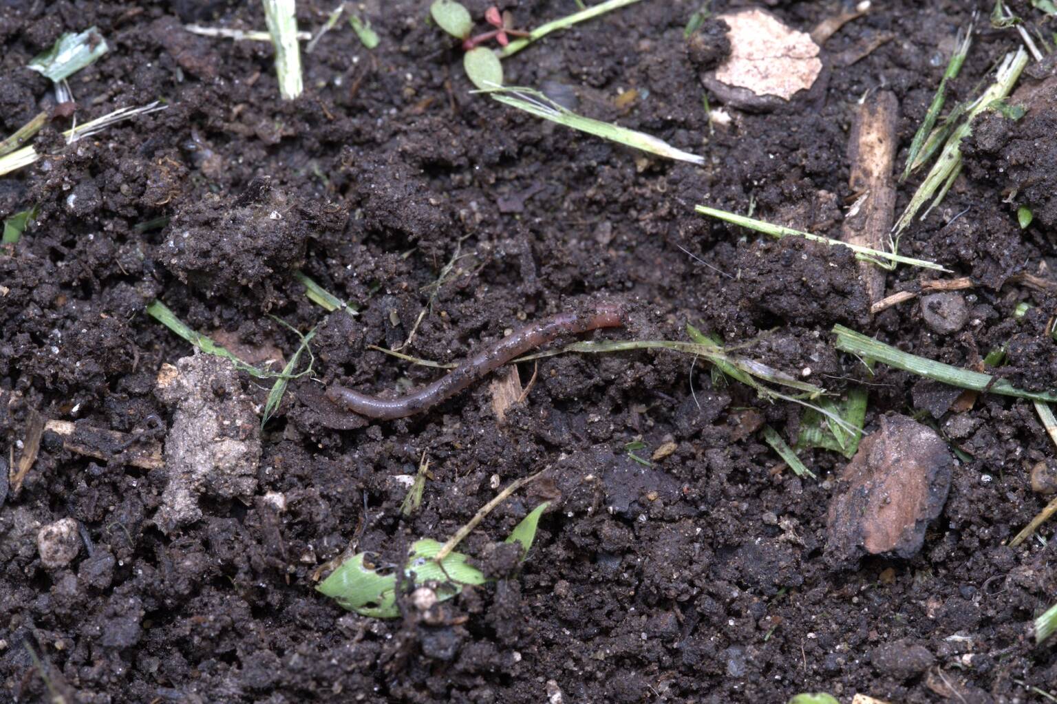 A New Invasive Species? Here's What You Need to Know About Jumping ...