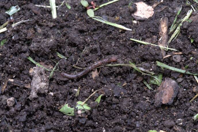 A New Invasive Species? Here's What You Need to Know About Jumping ...