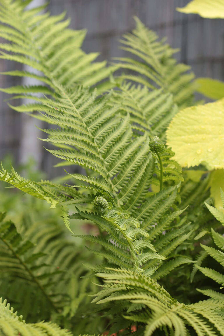 Ostrich Ferns Make Edible Fiddlheads: Grow Your Own