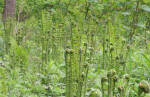 Ostrich Ferns Make Edible Fiddlheads: Grow Your Own