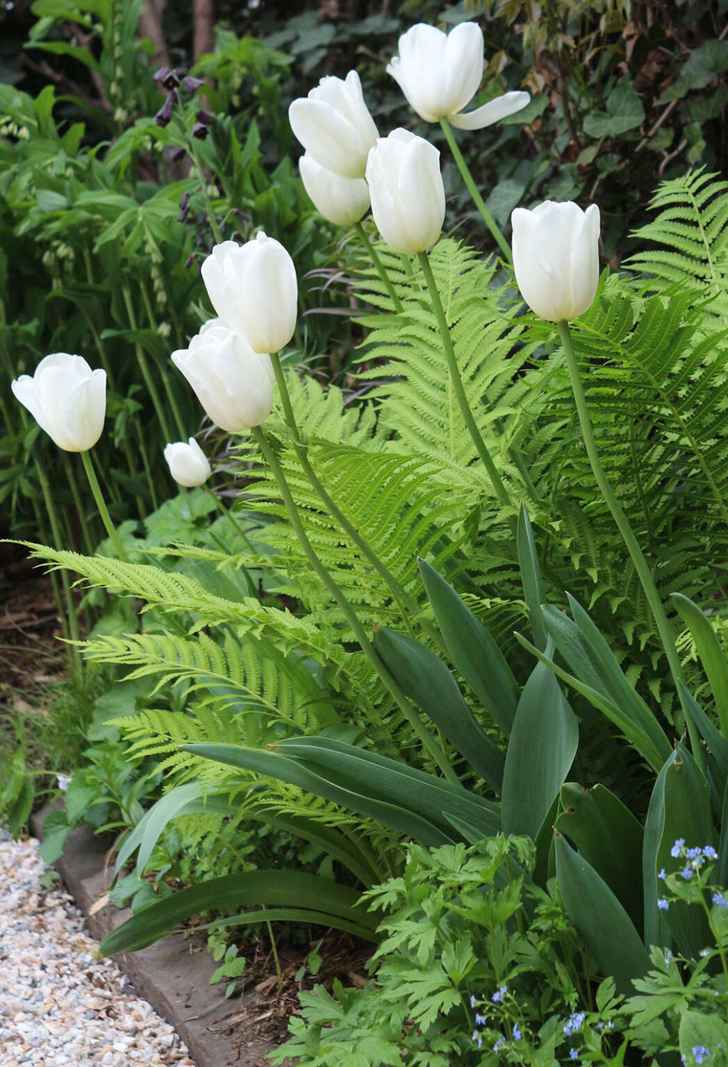 Ostrich Ferns Make Edible Fiddlheads: Grow Your Own