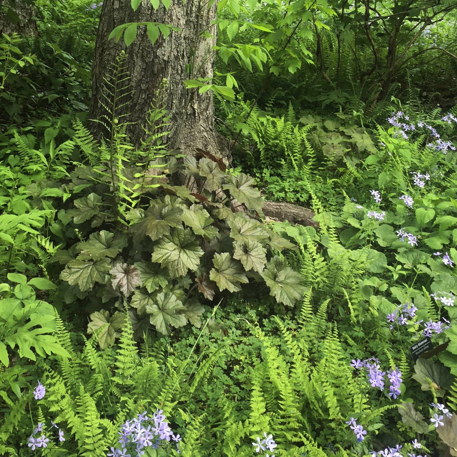 Doug Tallamy's 'How Can I Help': An Excerpt From His New Book on How to ...