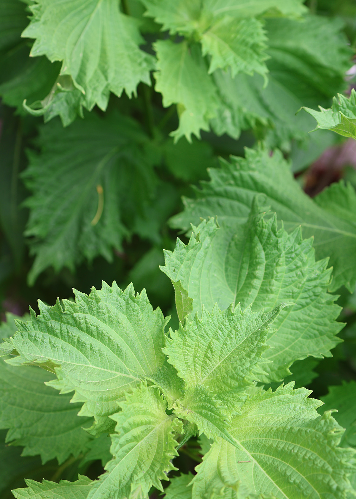 Shiso and Sesame Leaf: What's the Difference Between the Herbs?