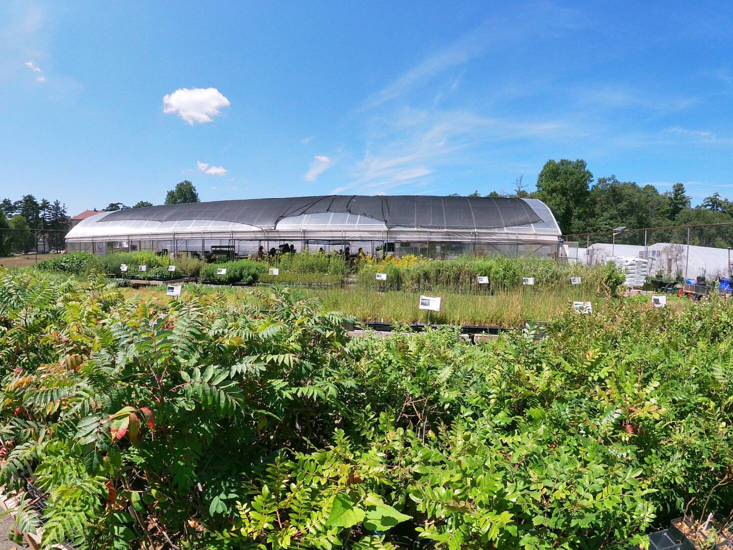 Hyper-Local Native Plant Nurseries: The Rise of the Backyard Nursery