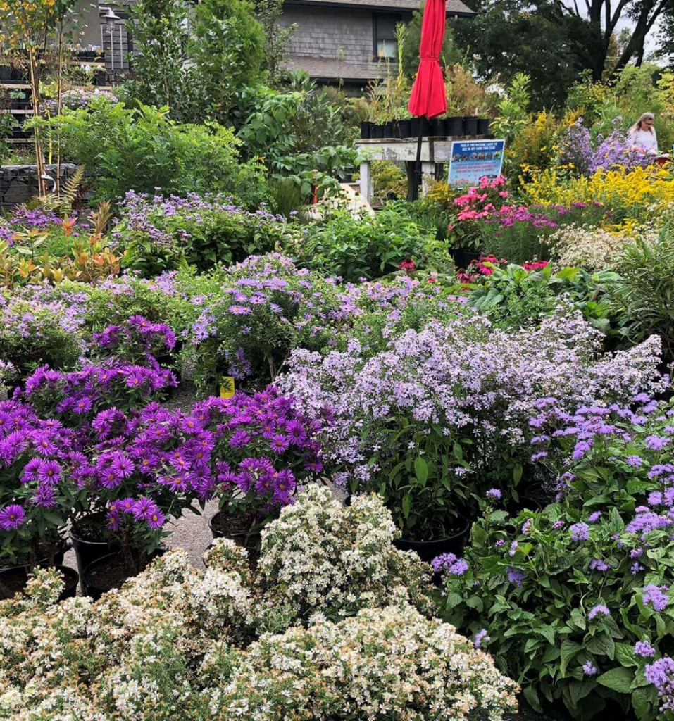 Hyper-Local Native Plant Nurseries: The Rise of the Backyard Nursery