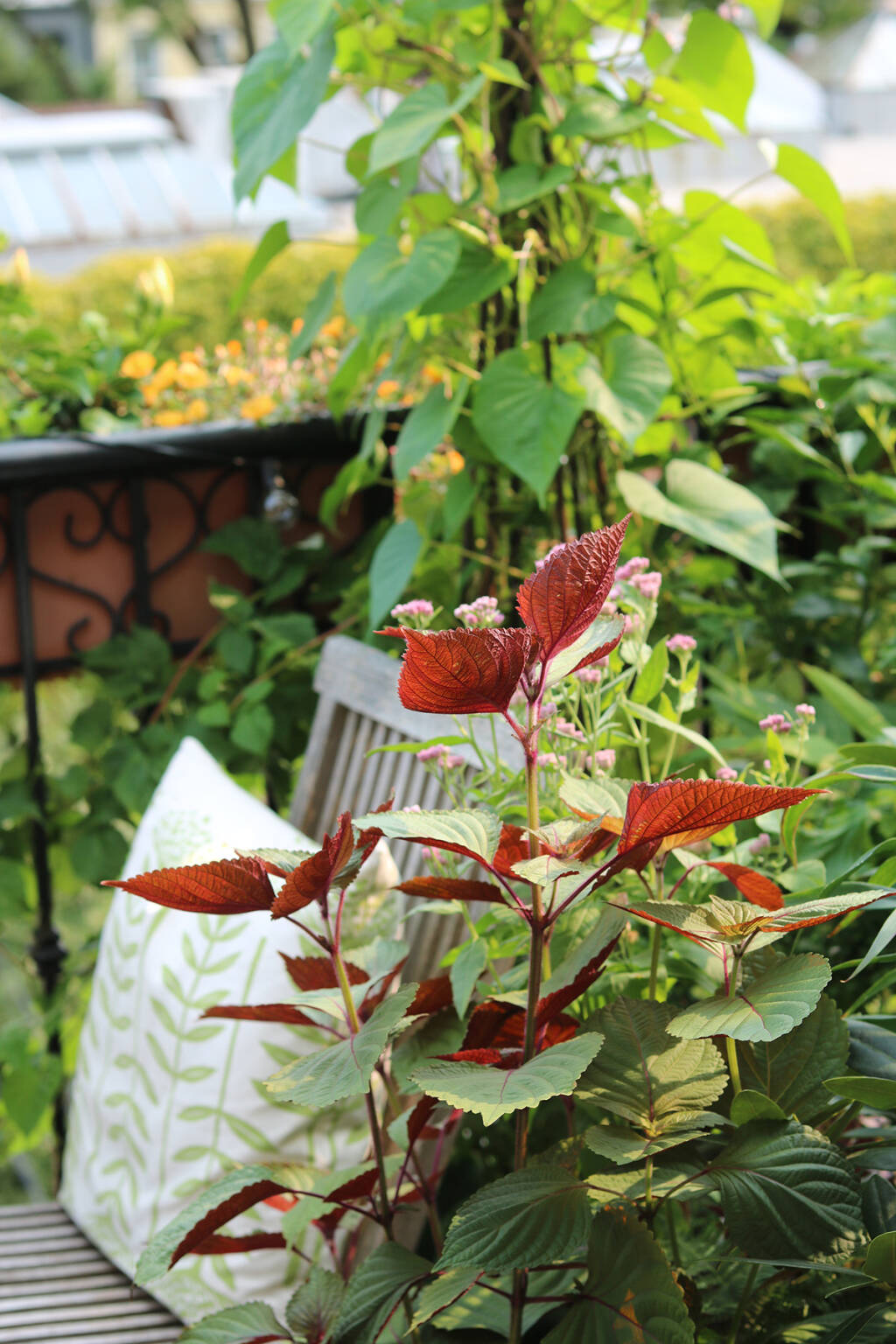 Shiso and Sesame Leaf: What's the Difference Between the Herbs?