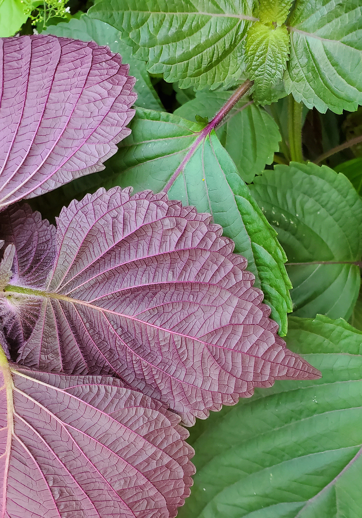 Shiso and Sesame Leaf: What's the Difference Between the Herbs?