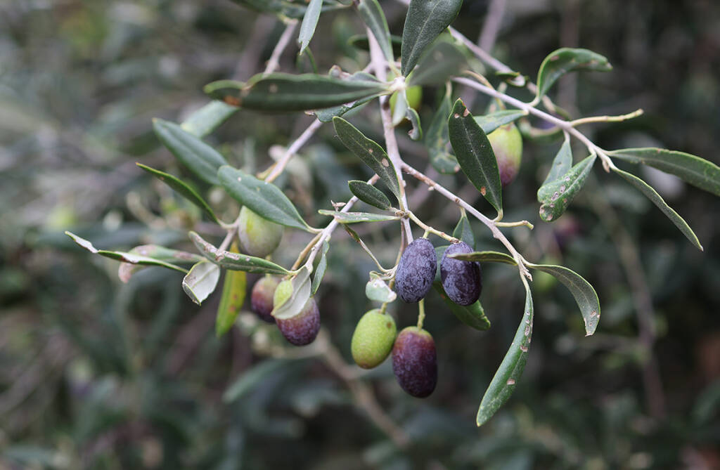 Oil-Cured Olives: An Easy and Quick Recipe for Autumn
