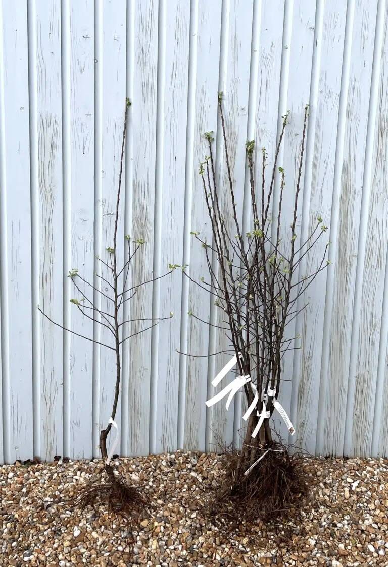 Bare-Root Fruit Trees: Why and How to Plant Them