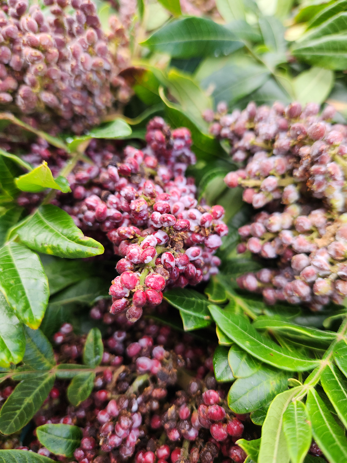 A Native Various to Pomegranate Molasses - The Love Bud
