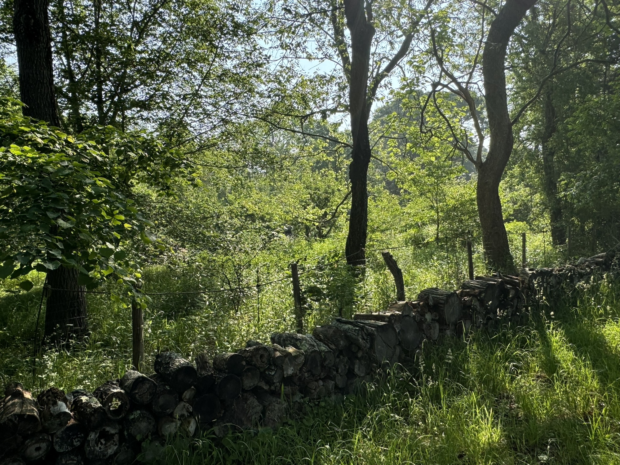 How to Deer-proof Your Garden: Tips to Deter Deter from Eating Your Plants