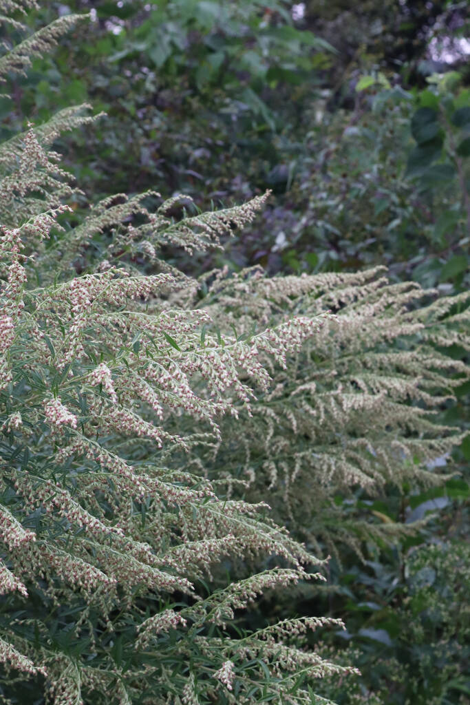 Mugwort Flowers: An Aromatic Herb to Add to Winter Vegetables and Slow ...