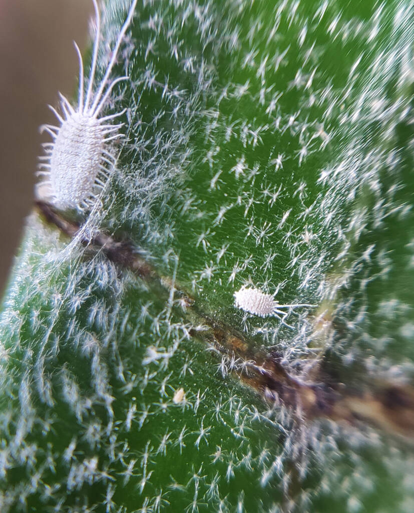 Ask the Expert: House Plant Journal's Darryl Cheng on 6 Common Indoor ...