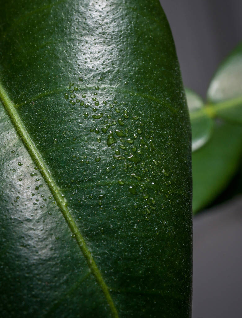 Ask the Expert: House Plant Journal's Darryl Cheng on 6 Common Indoor ...