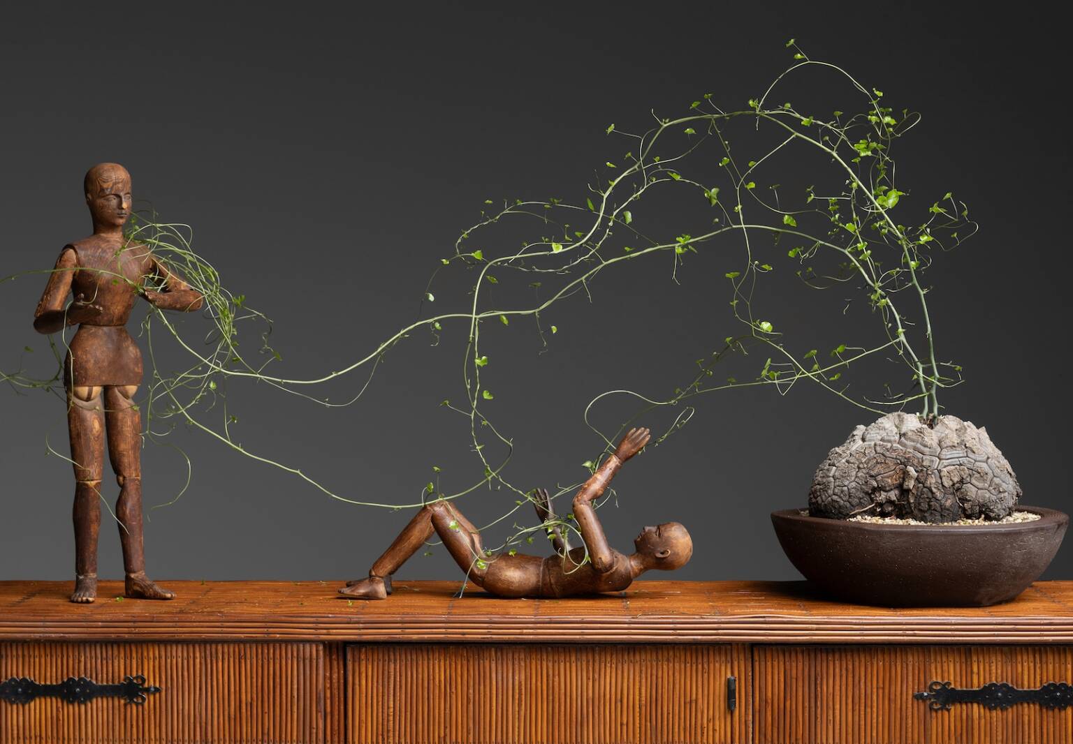 Living Sculpture: The Haus Plant's Rob Moffitt on How to Turn ...