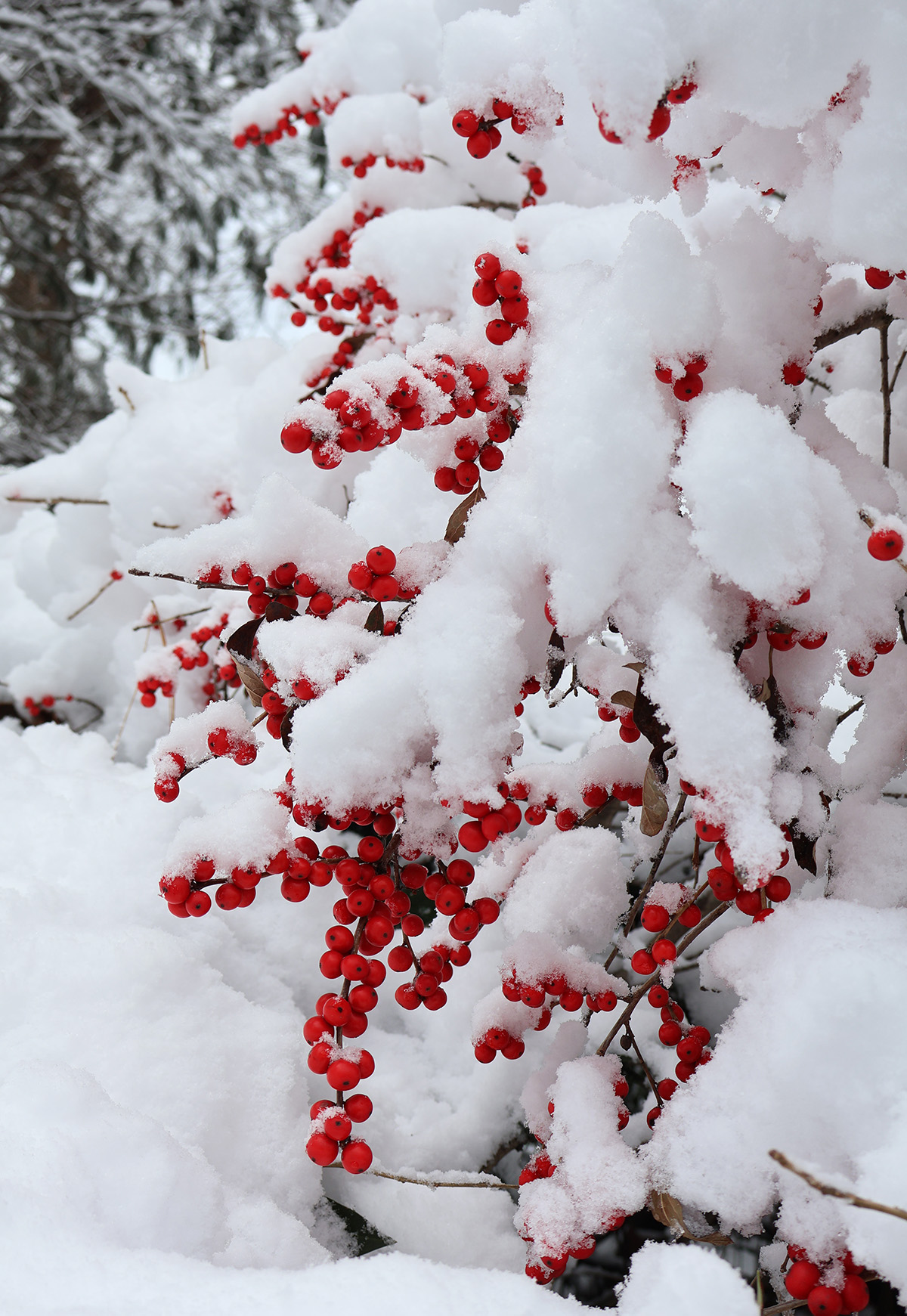Winterberry 101: Native Berries to Brighten Winter - Gardenista