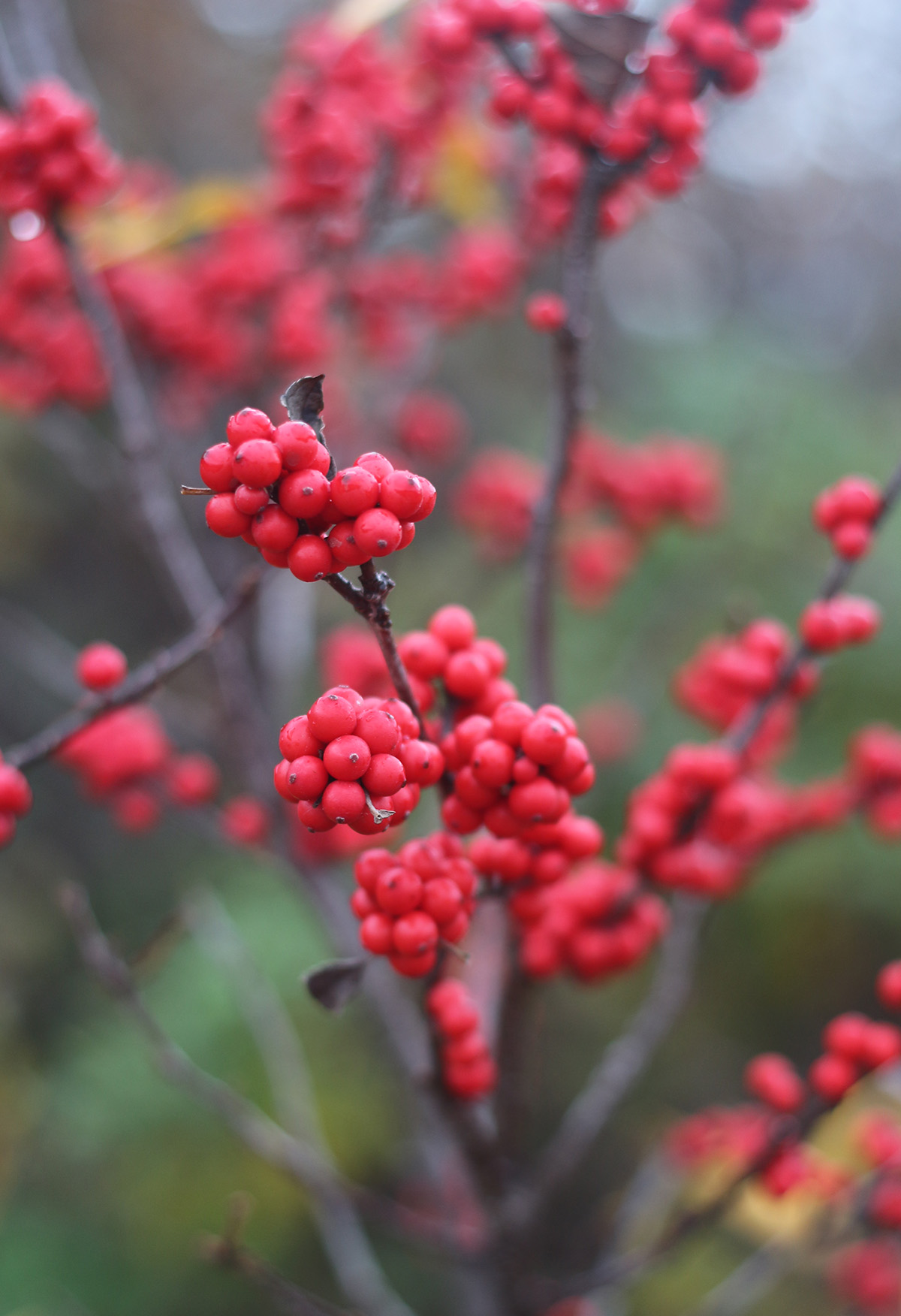 Winterberry 101: Native Berries to Brighten Winter - Gardenista