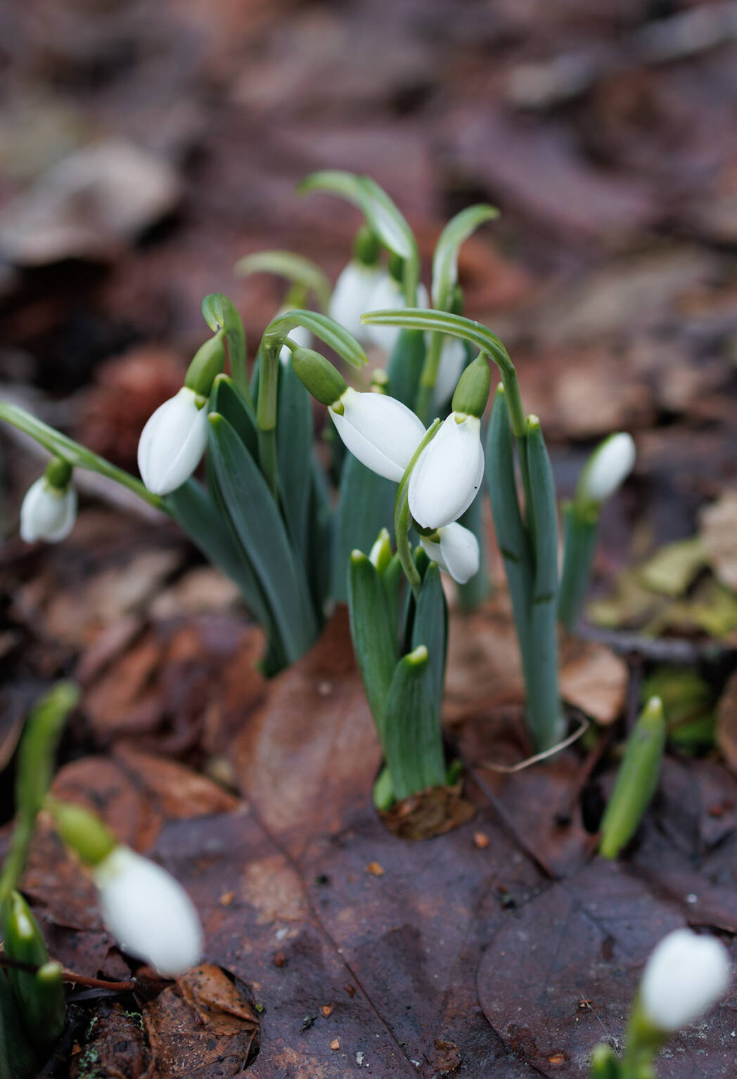 Snowdrops: Resilient and Hopeful Harbingers of Spring - Gardenista