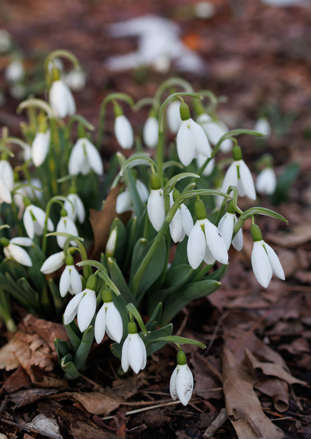 Snowdrops: Resilient and Hopeful Harbingers of Spring - Gardenista