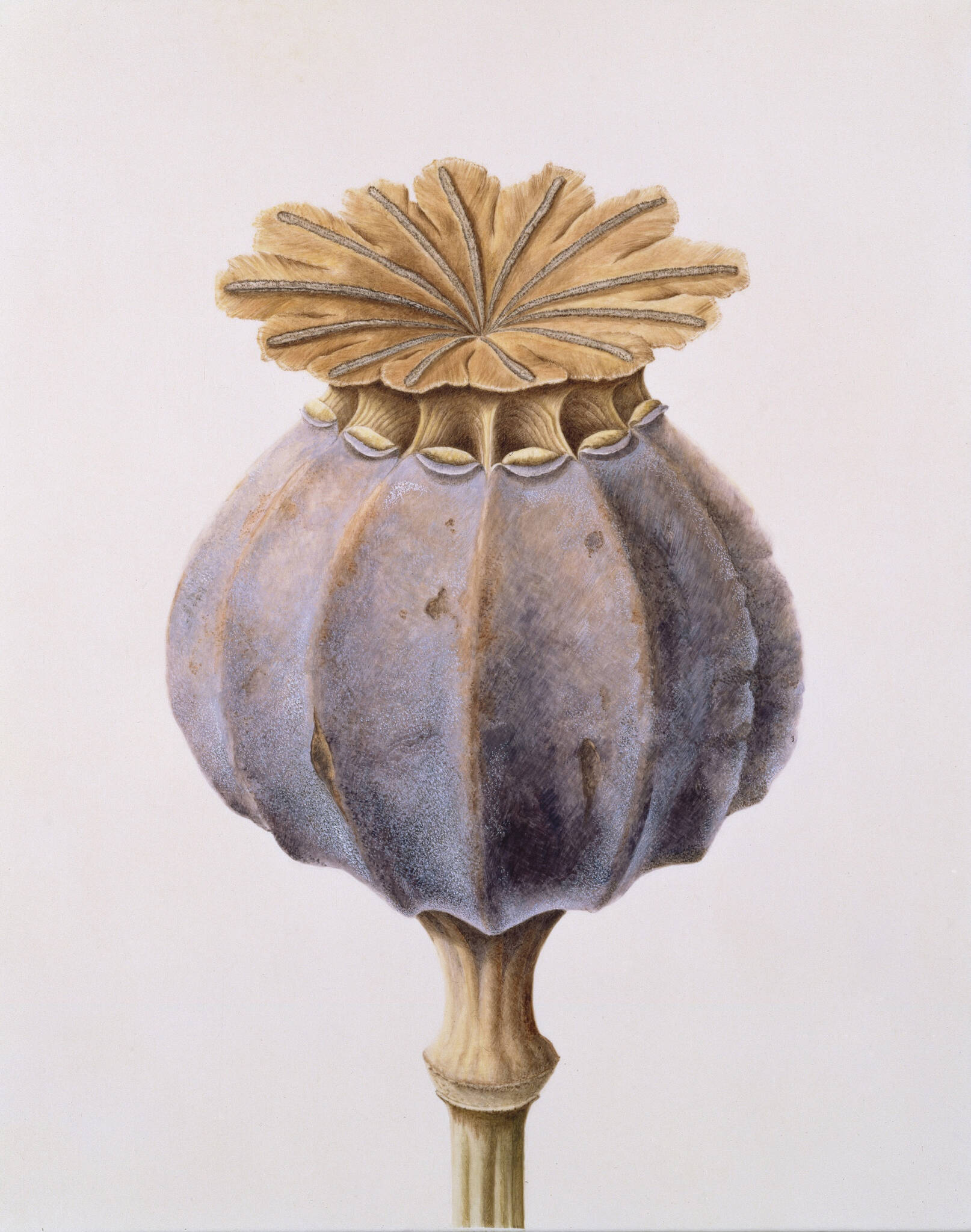 In Defense of Opium Poppies - Gardenista