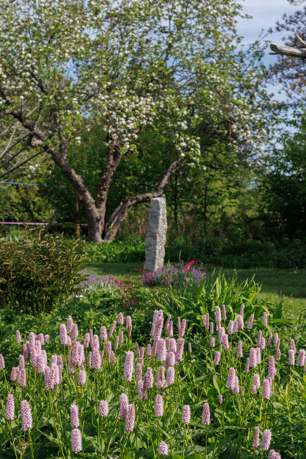 Bistort: How to Grow the Pink Flowering Perennial