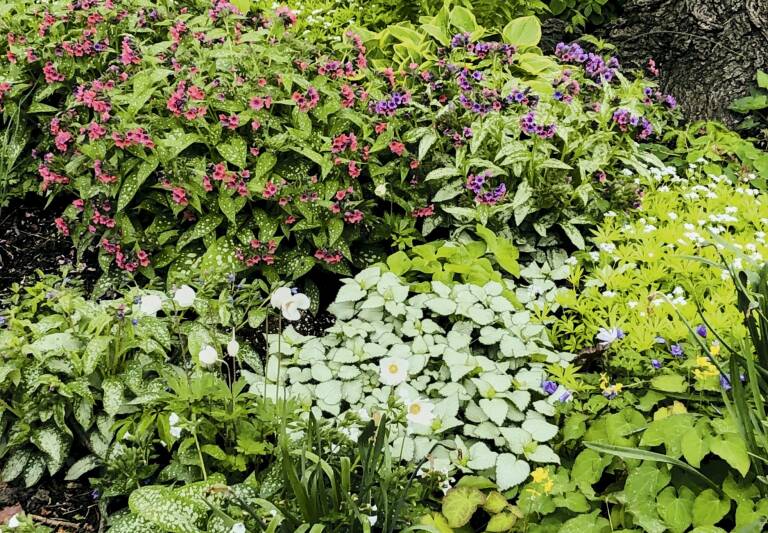 Stephen Orr, Author at Gardenista
