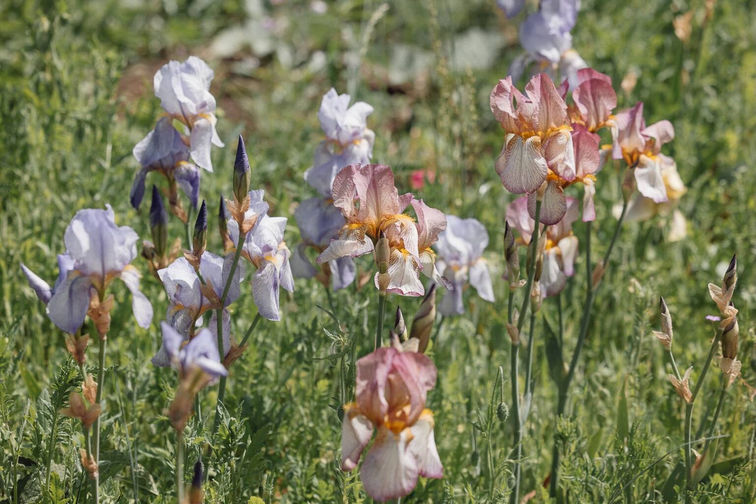 Benton End: A New Era for Cedric Morris and Arthur Lett-Haines' Garden