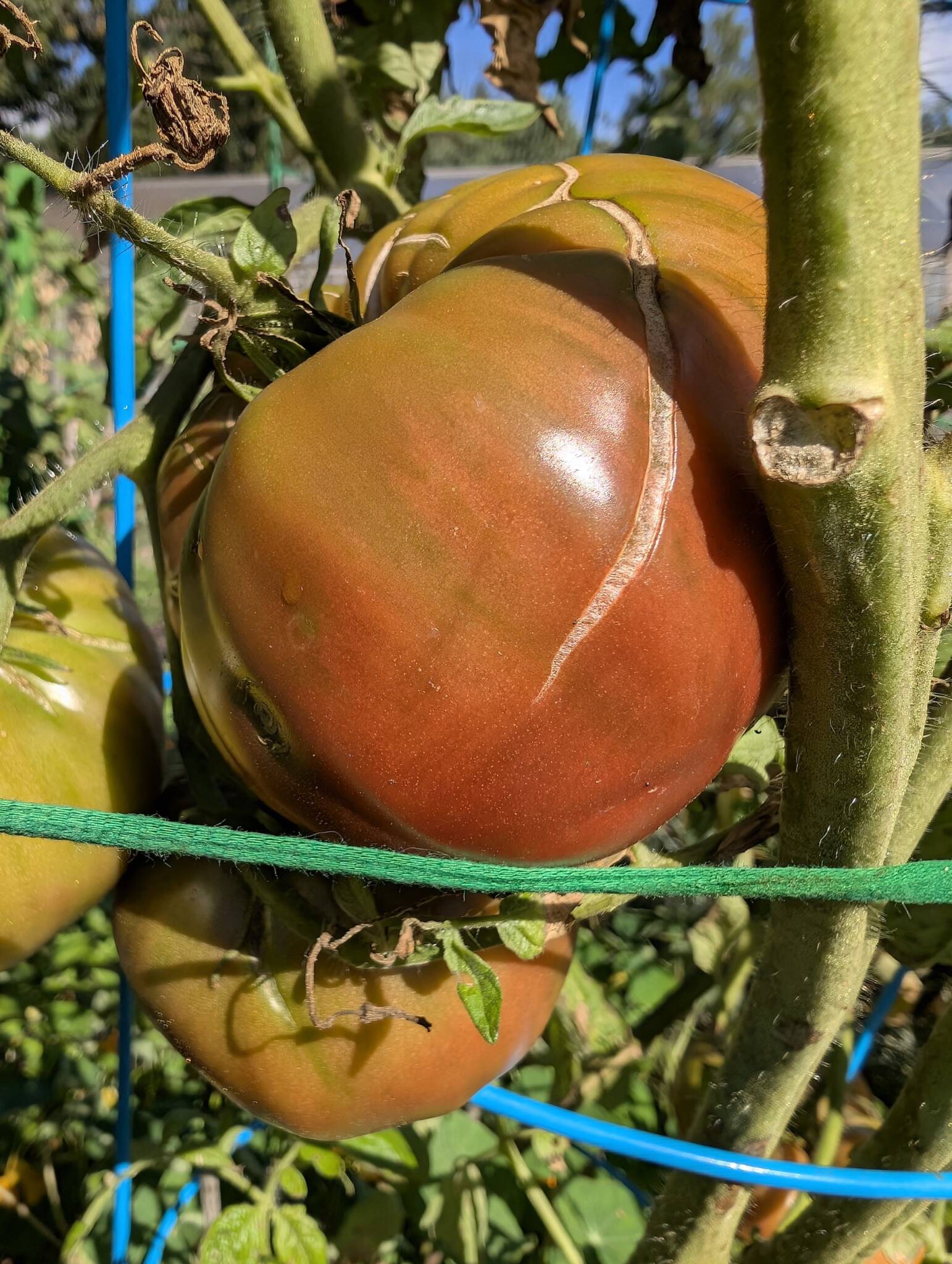 How to Grow Tomatoes: Tips and Tricks for a Perfect Harvest