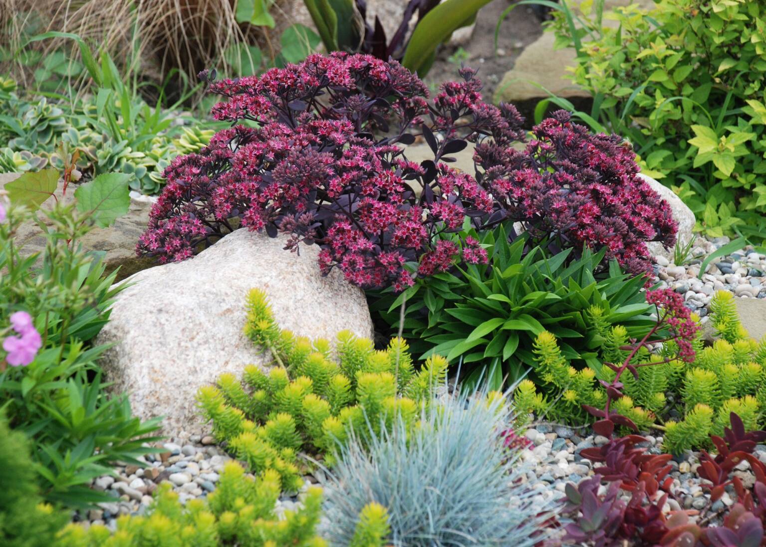 All About Sedums: What to Know About Growing Stonecrops